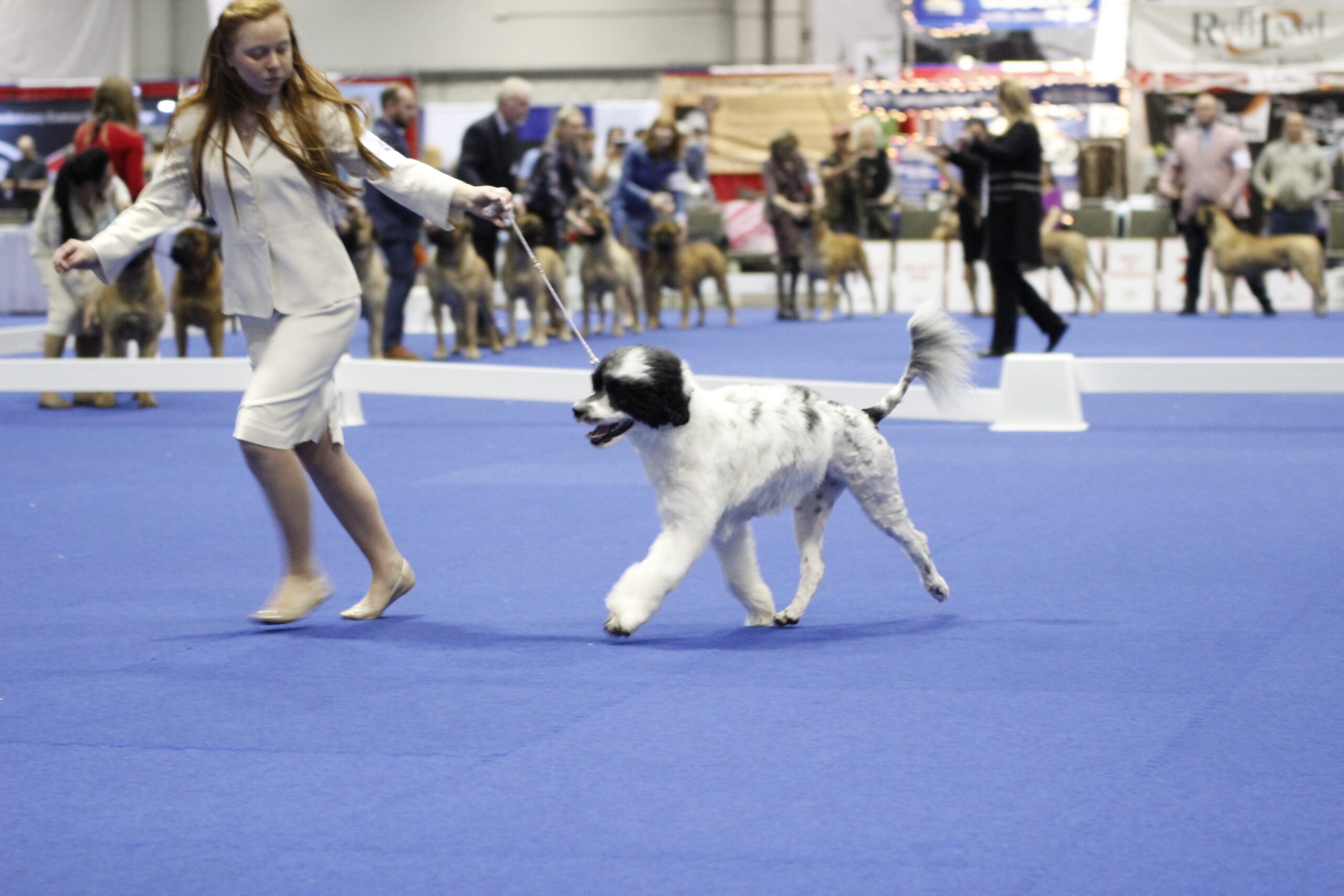 Our Breeding Program - Riptide Portuguese Water Dogs