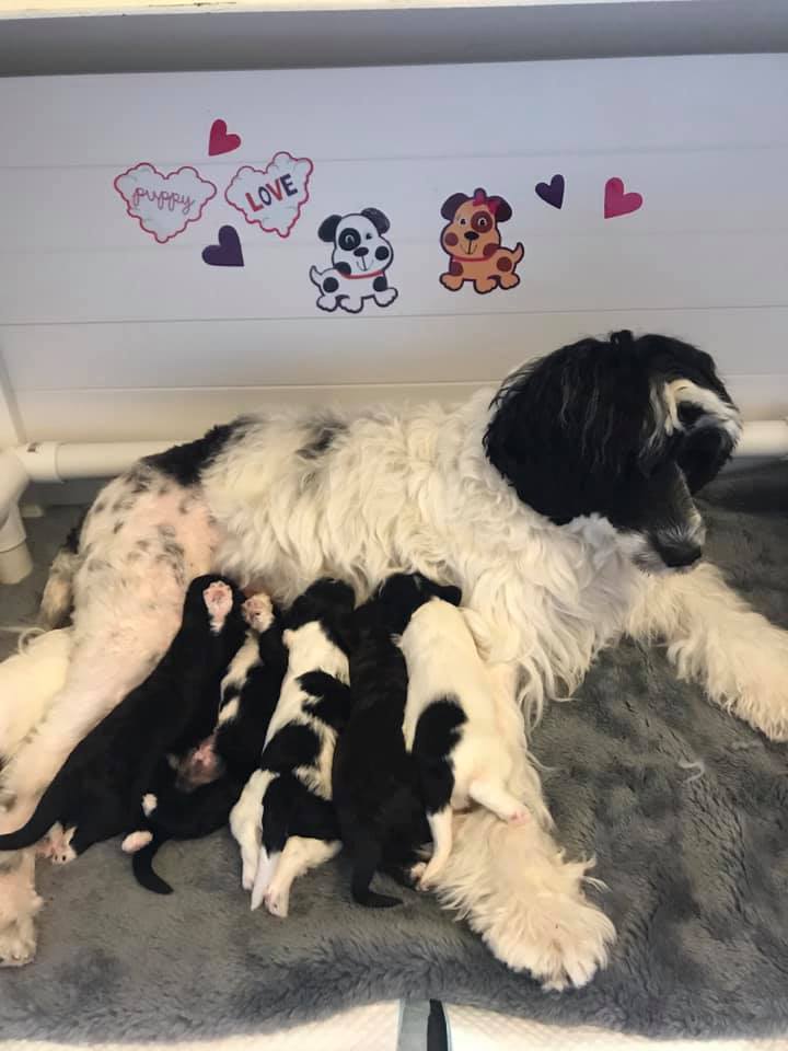 Our Riptide Litters - Riptide Portuguese Water Dogs