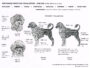 The Portie Groom - Riptide Portuguese Water Dogs