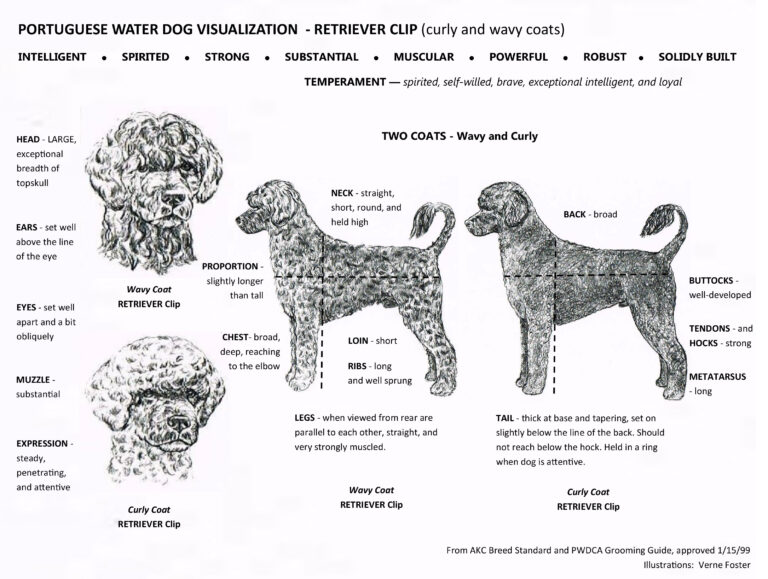 The Portie Groom - Riptide Portuguese Water Dogs