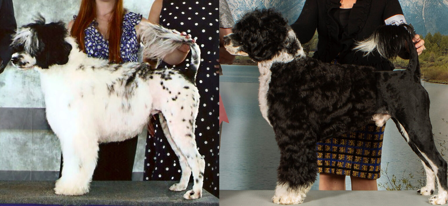 Riptide Puppies - Riptide Portuguese Water Dogs