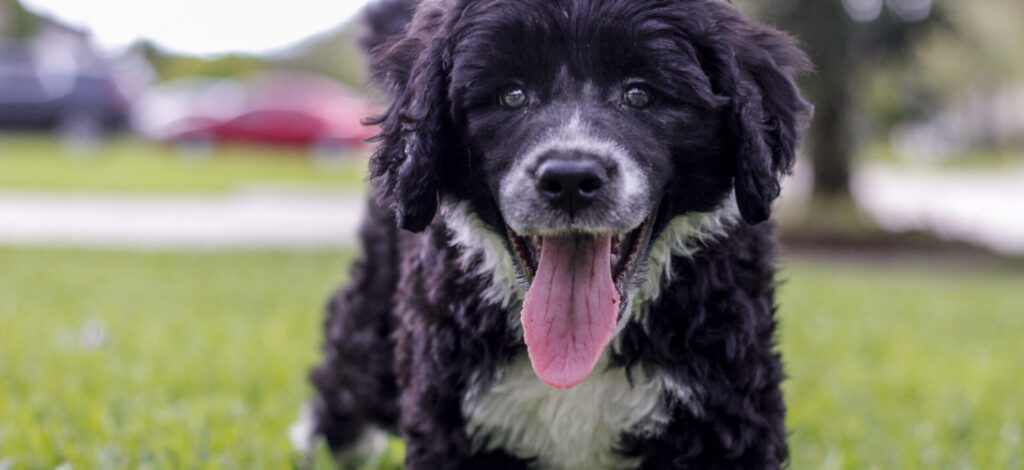Our Portuguese Water Dogs