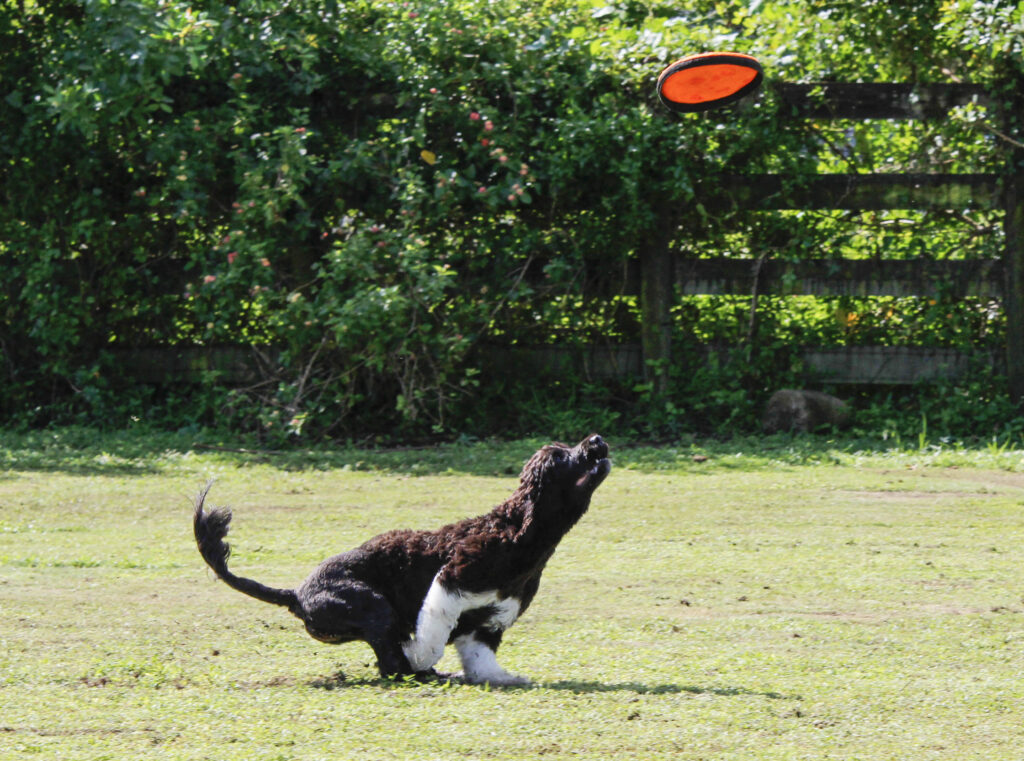 Our Portuguese Water Dogs