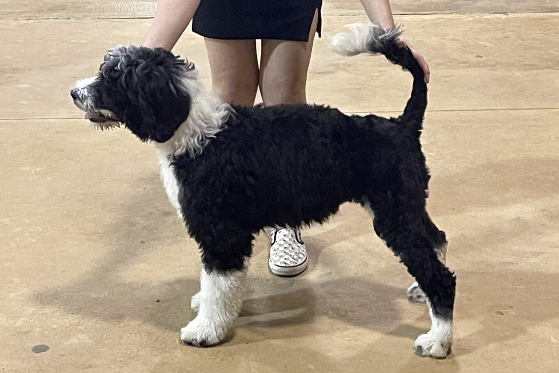 Our Portuguese Water Dogs